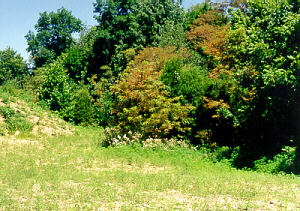 Stratification and Ecotones