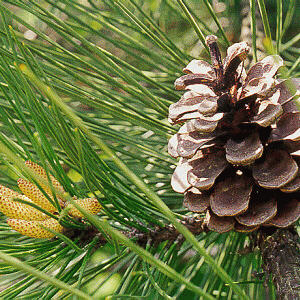 Coevolution and Pollination