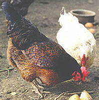 Human Biology: Reproductive System