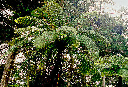Mosses and Ferns